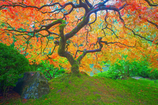 Amazing Tree Fine Art Photographs | Nature Gallery – Lijah Hanley ...