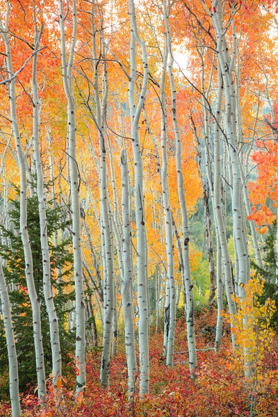 The Fall Color Collection | Scenic Autumn Photography – Lijah Hanley ...