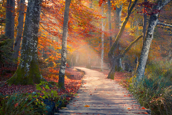 Pathway Photography | Fine Art by Lijah Hanley – Lijah Hanley Photography