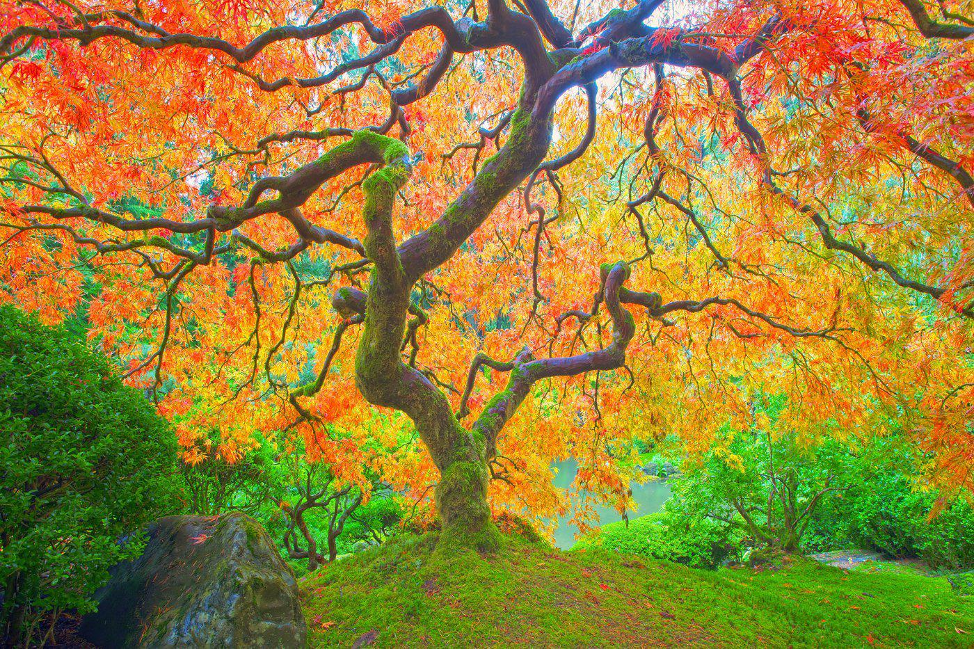 "Autumn Embrace" | Oregon Landscape Photography | Trees – Lijah Hanley ...
