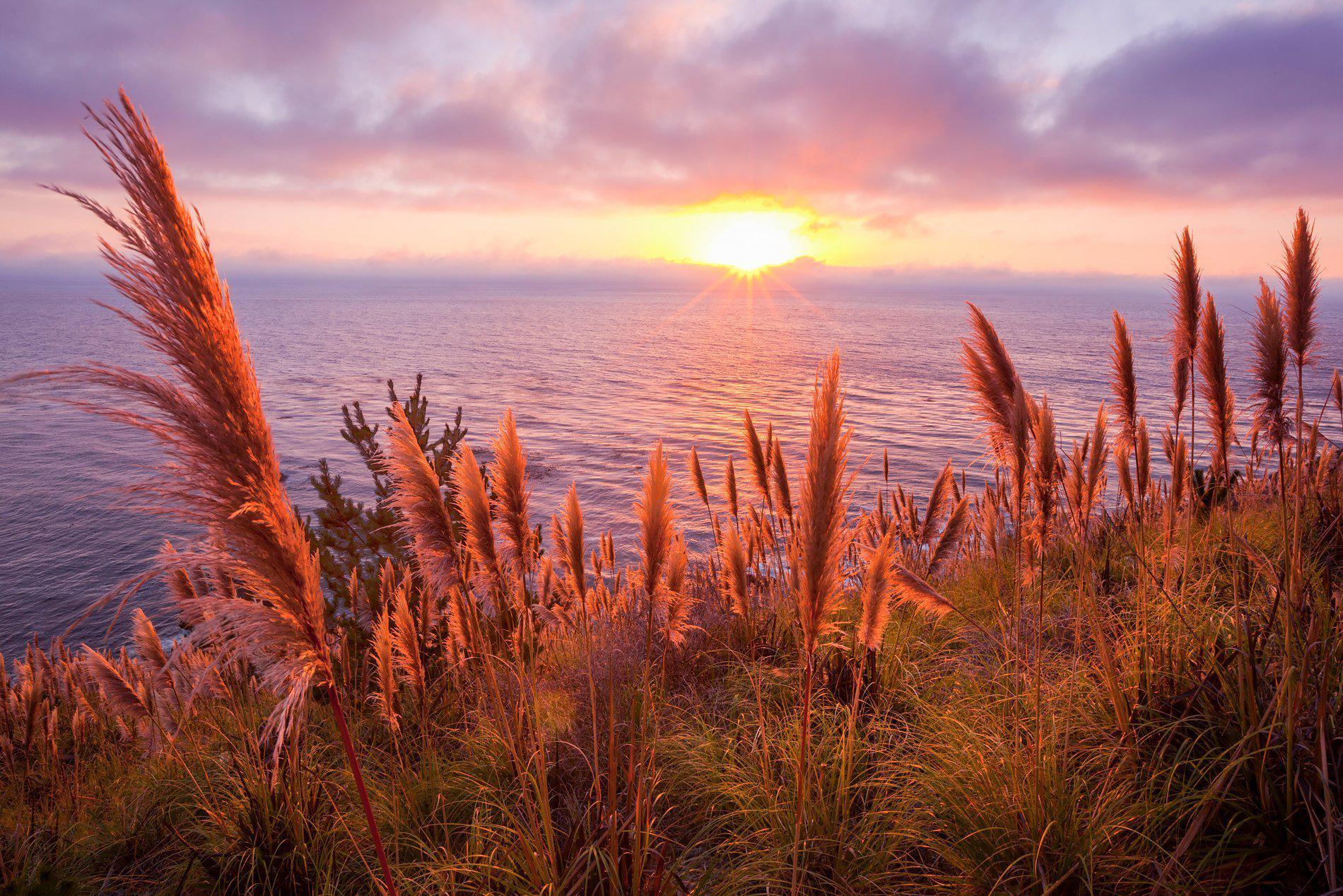 "Ocean Grasses" – Lijah Hanley Photography