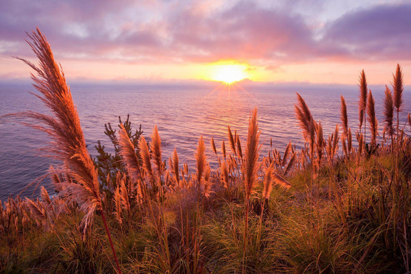 "Ocean Grasses" – Lijah Hanley Photography