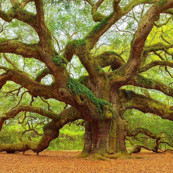 Oak Tree Photography